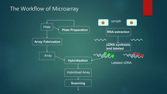 DNA microarray ppt | PPTX | Biological Sciences | Science