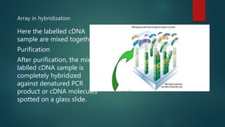 DNA microarray ppt | PPTX