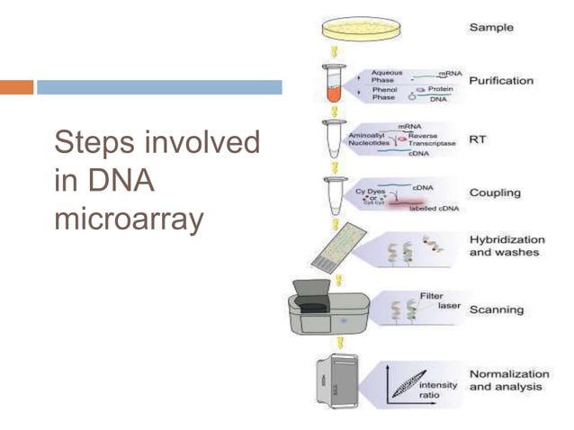 Microarray profiling by ujjwal sirohi | PPT