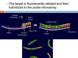 Microarray profiling by ujjwal sirohi | PPT