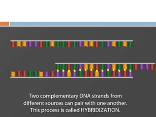 Microarray profiling by ujjwal sirohi | PPT