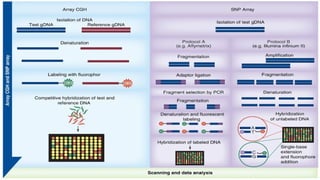MICROARRAYS - Bioinformatics and Genetic Engineering | PPTX ...