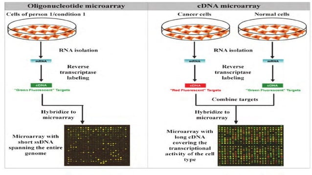 MICROARRAYS - Bioinformatics and Genetic Engineering | PPTX ...