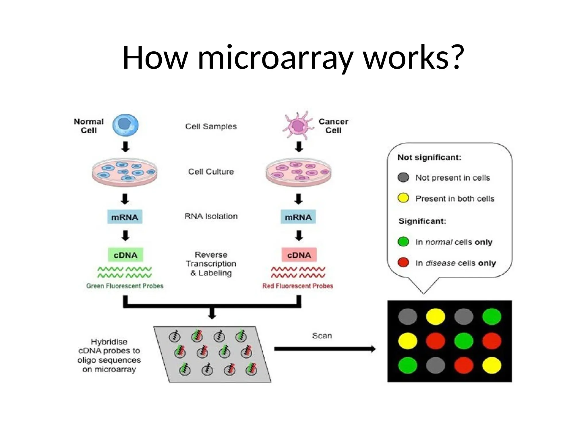 microarrays.pptx molecular diagnostic by taimoor | PPT