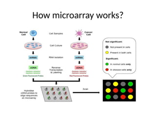 microarrays.pptx molecular diagnostic by taimoor | PPT