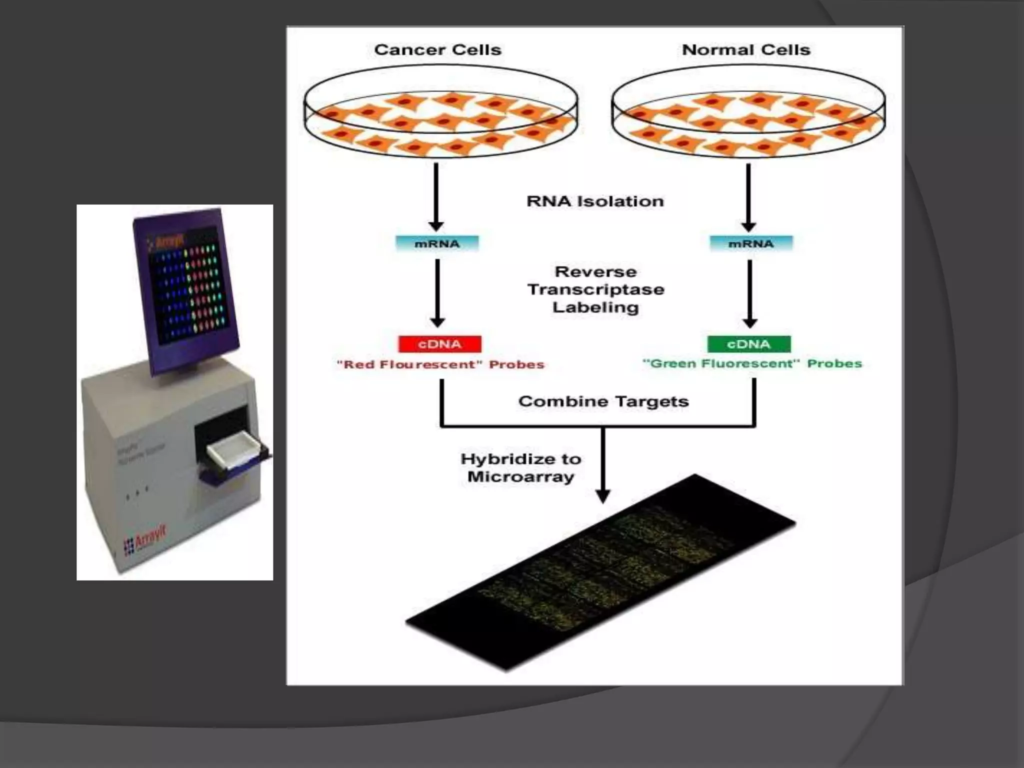 Microarrays Databasespptx Databases Computer Software And Applications