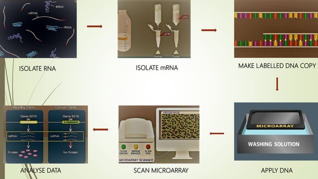 DNA MICROARRAY TECHNIQUES | PPTX