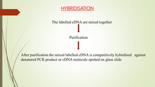 DNA MICROARRAY TECHNIQUES | PPTX