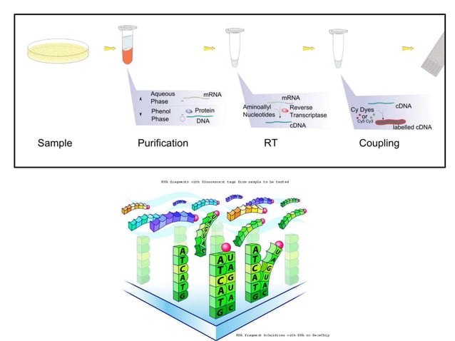 Microarray technique | PPTX
