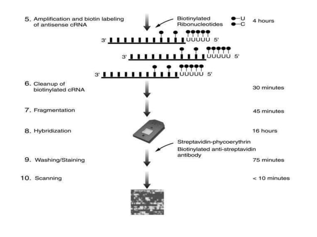 Microarray technique | PPTX