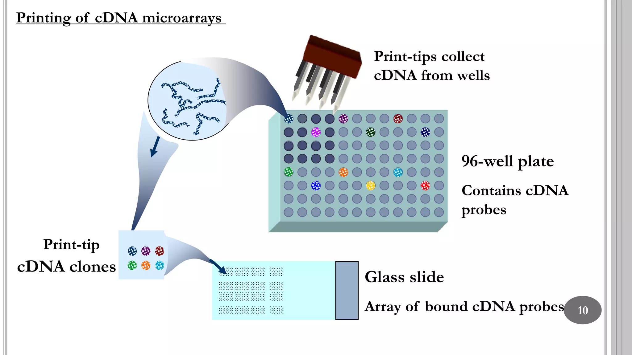 Microarray technology and applications | PPTX