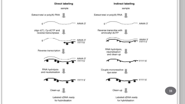 Microarray technology and applications | PPTX