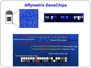 Microarray @ujjwal sirohi | PPT