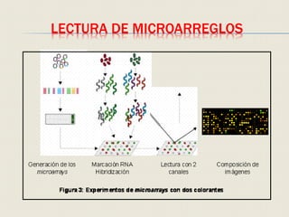 Microarreglos de dna completa | PPT