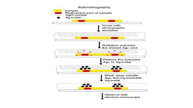 Micro autoradiography pptx
