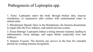 Leptospira and spirrum species microbiology.pptx