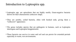 Leptospira and spirrum species microbiology.pptx