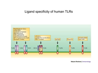 Microb Immunity | PPT
