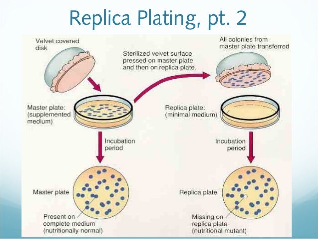 [Micro] bacterial genetics (12 jan)