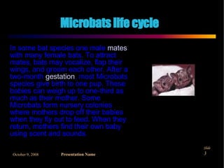 Microbats by Danilla and Claire | PPT