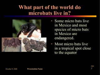 Microbats by Danilla and Claire | PPT