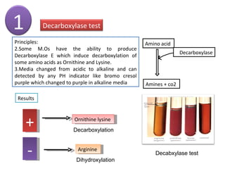 Microbial Biochemistry Practical view | PPT