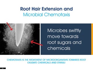 Microbebio Presentation | PDF