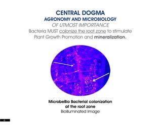 Microbebio Presentation | PDF