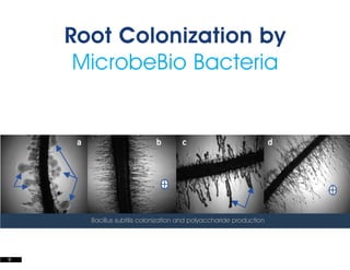 Microbebio Presentation | PDF