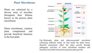 Plant microbiome and plant disease resistance | PPTX