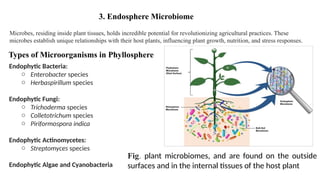 Plant microbiome and plant disease resistance | PPTX
