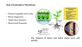 Plant microbiome and plant disease resistance | PPTX
