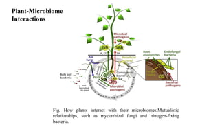 Plant microbiome and plant disease resistance | PPTX