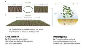 Plant microbiome and plant disease resistance | PPTX
