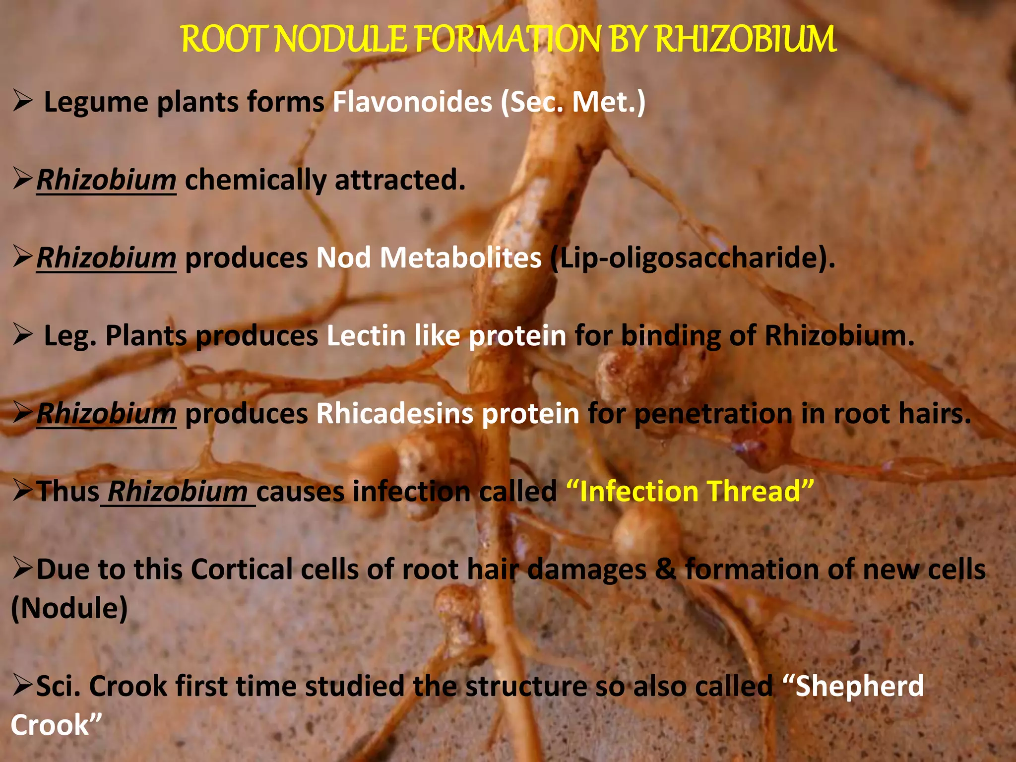 Microbe plant interaction | PPTX