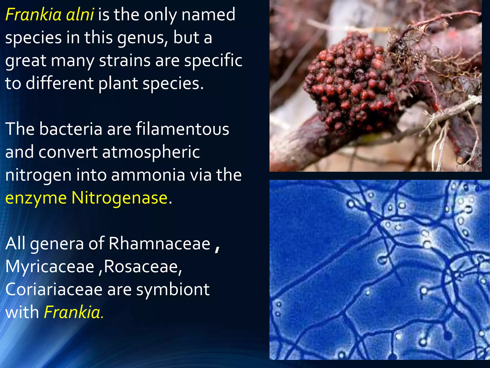 Microbe plant interaction | PPTX