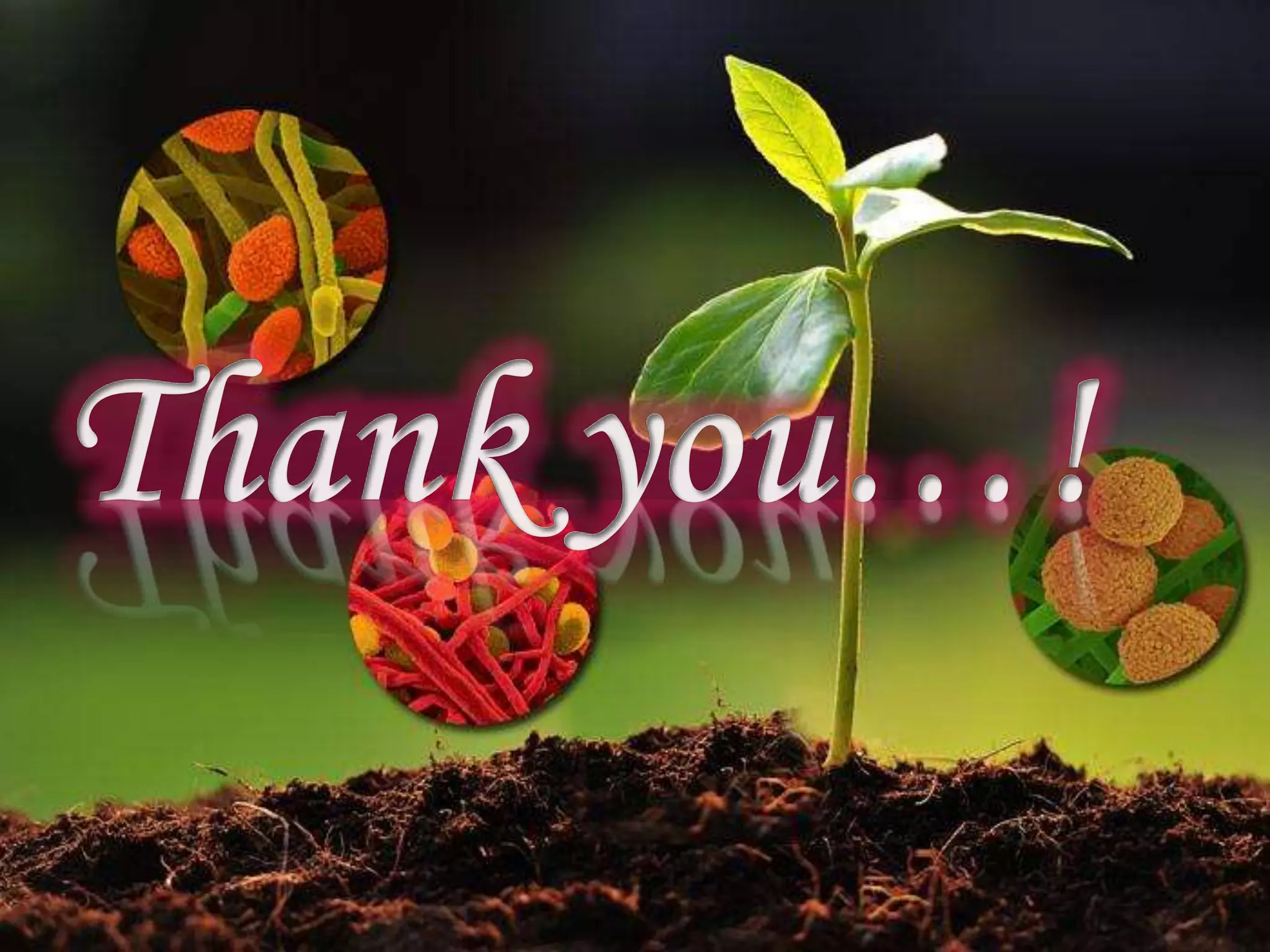 Microbe plant interaction | PPTX