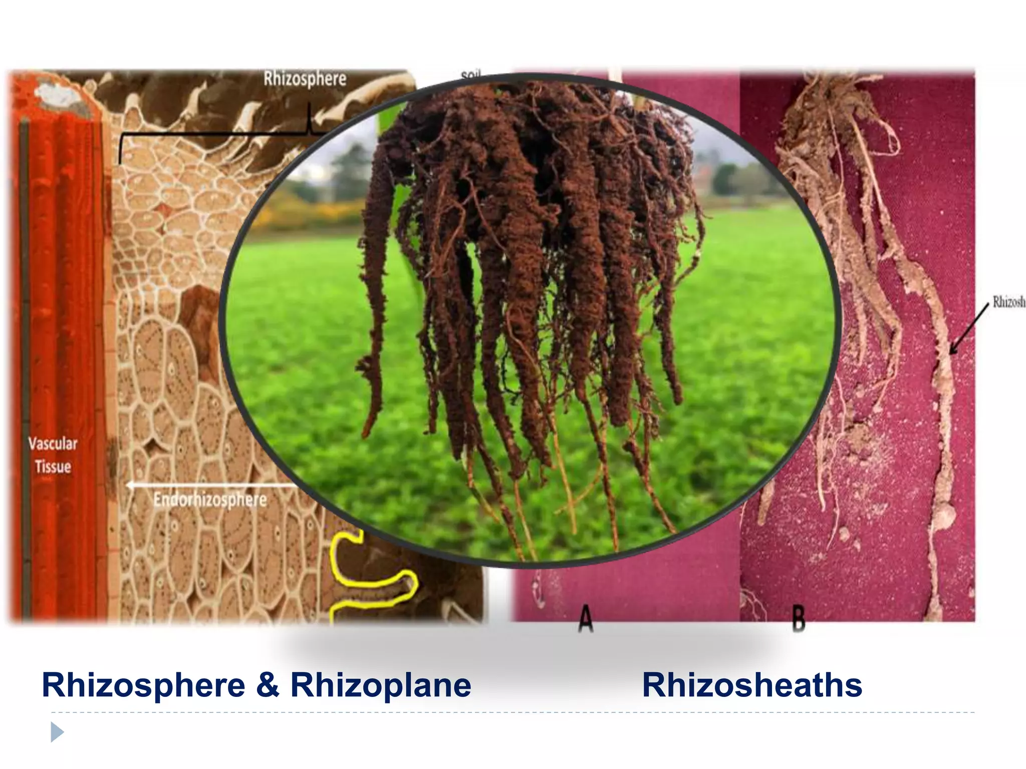 Microbe plant interaction | PPTX