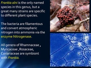 Microbe plant interaction | PPTX