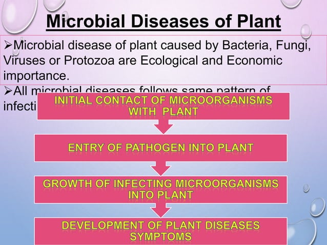 Microbe plant interaction | PPTX