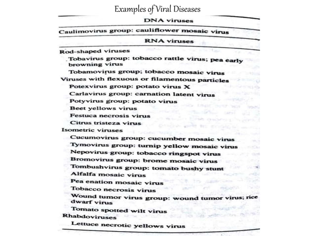 Microbe plant interaction | PPTX