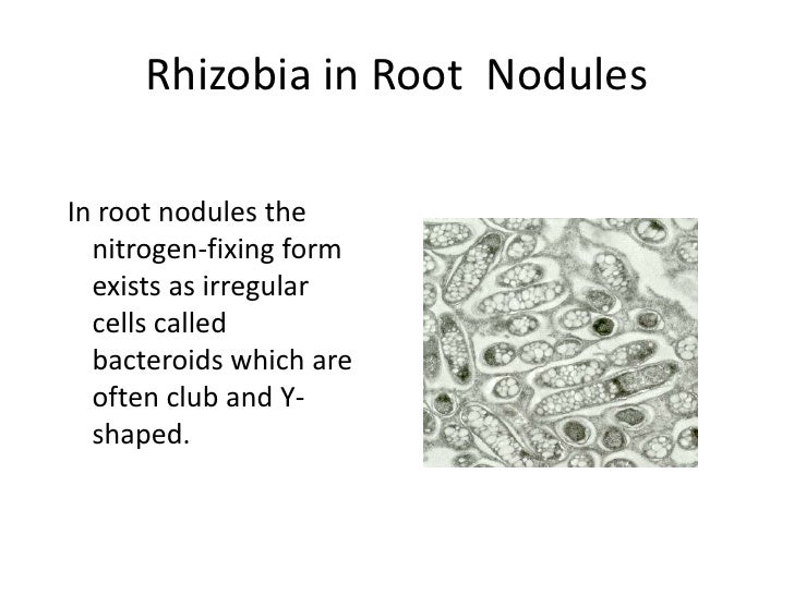 Microbe Plant Mutalisms- Rhizobia/Legumes
