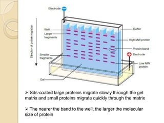 Sds-Page | PPTX