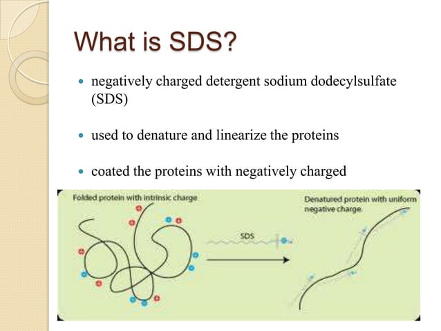 Sds-Page