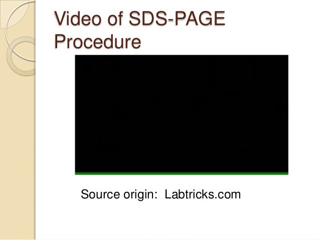 Sds-Page