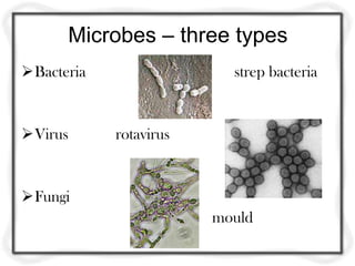 Types Of Microbes