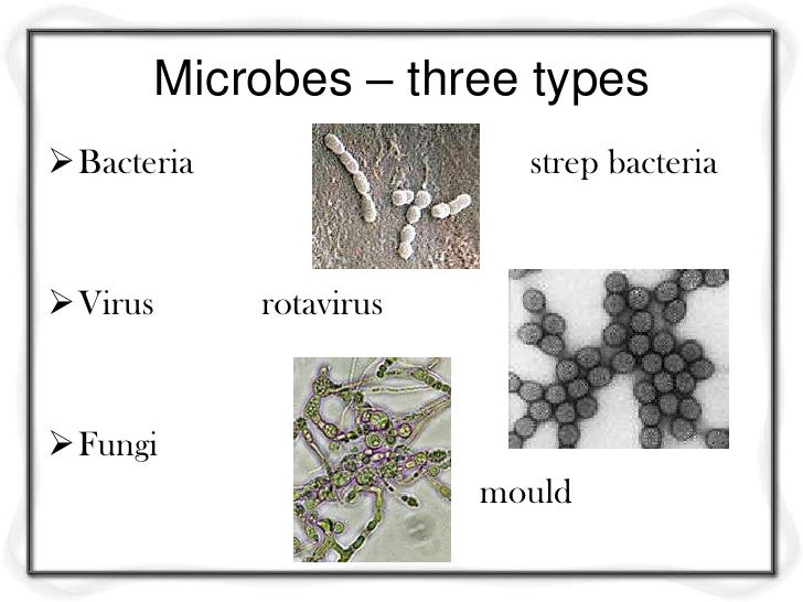 Microbes