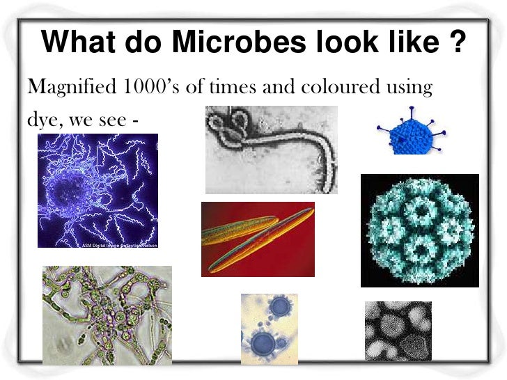 Microbes
