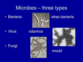 Microbes | PPT