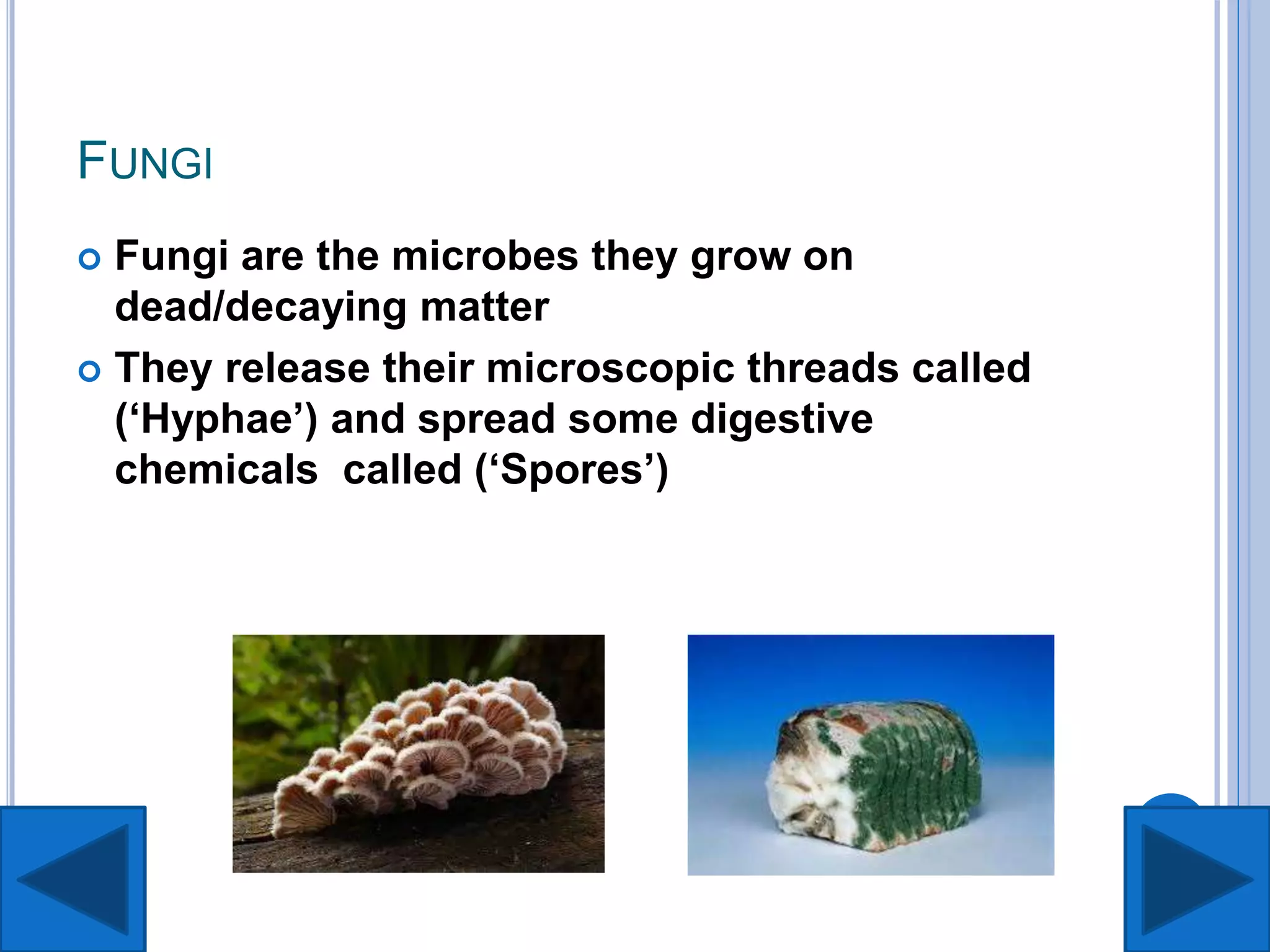 Microbes the micro organisms seen by microscope | PPTX